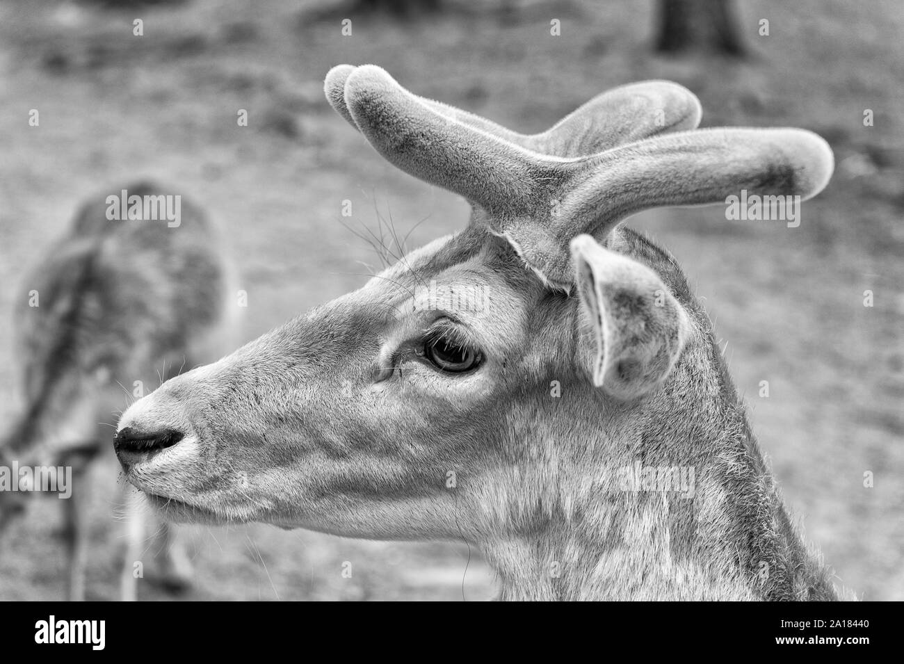 Roebuck with small horns hi-res stock photography and images - Alamy