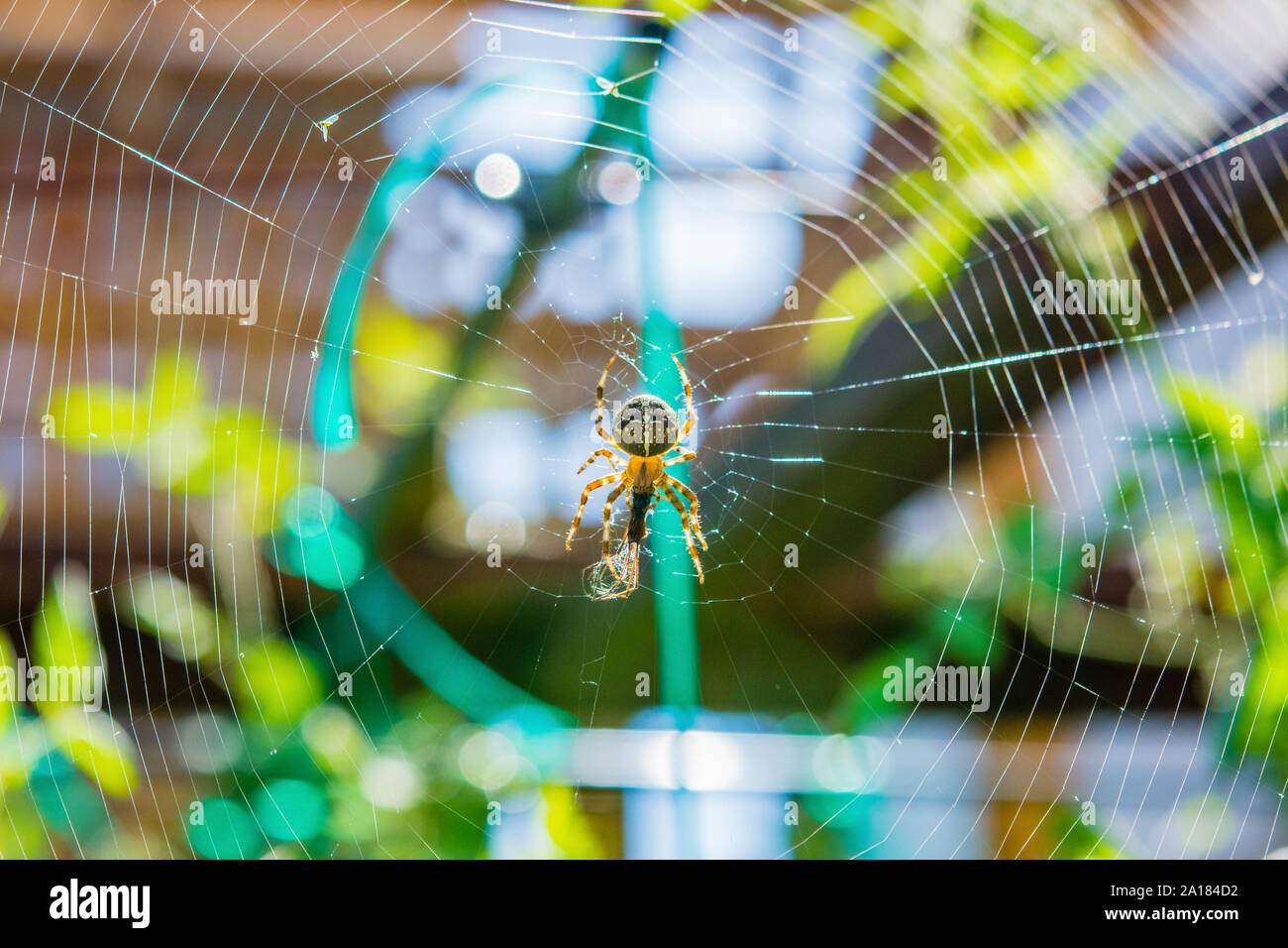 Predator spider hi-res stock photography and images - Alamy