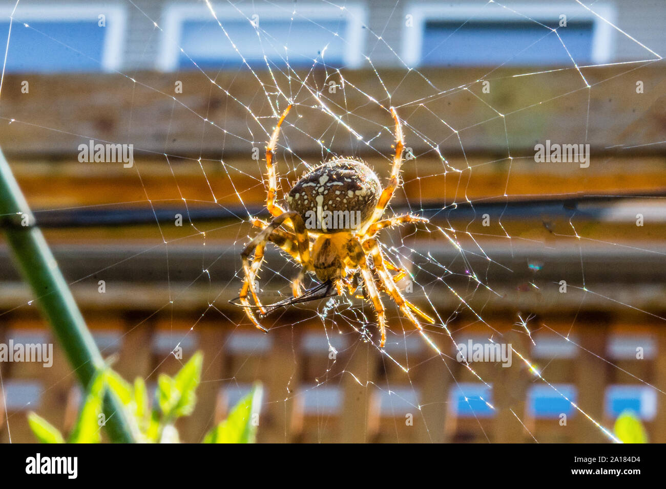 Predator spider hi-res stock photography and images - Alamy