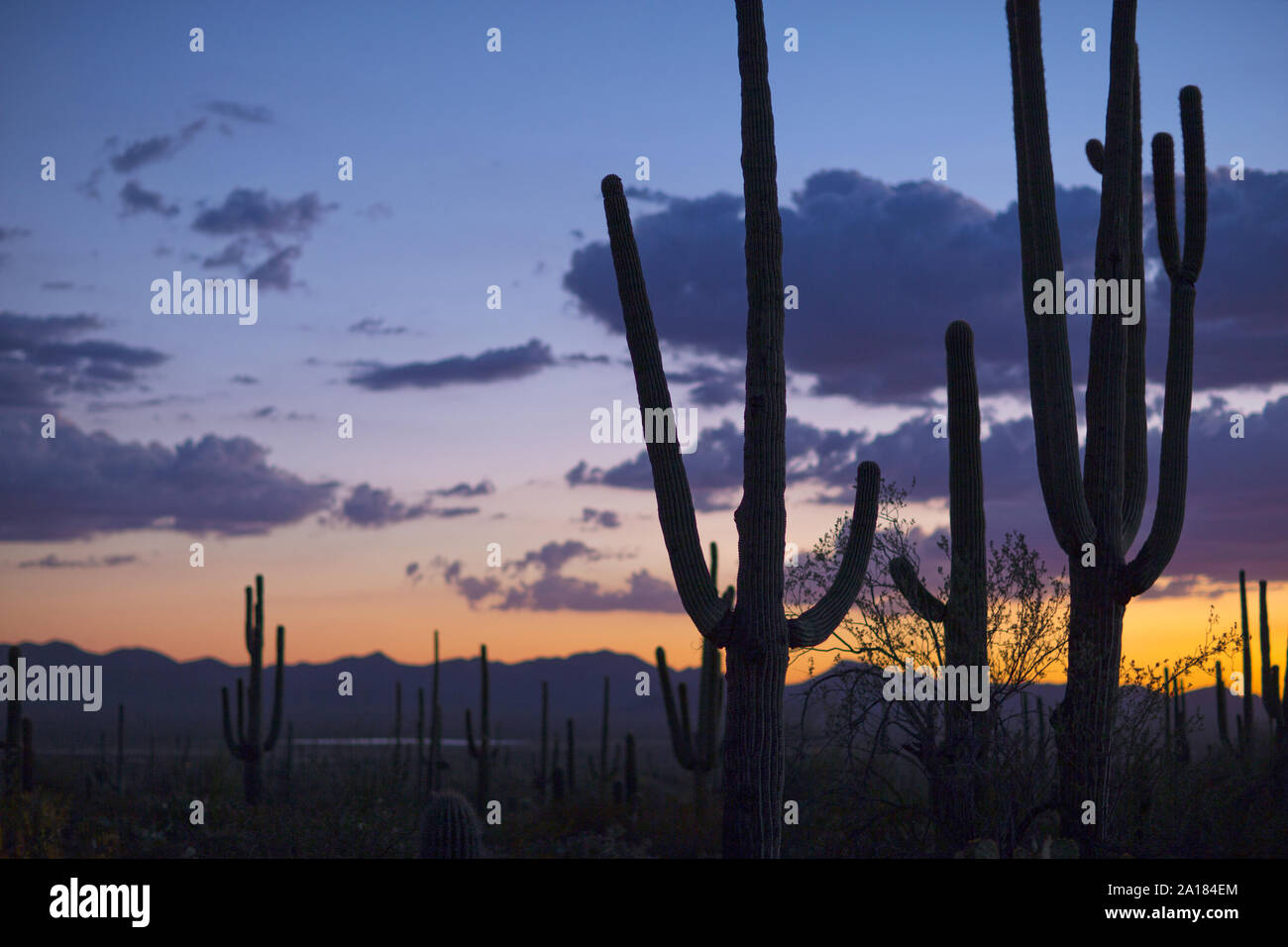 A colorful desert sunset backlights saguaro cacti silhouettes Stock ...