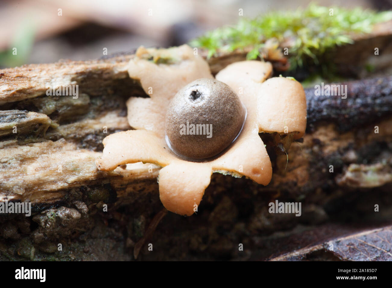 Earth star fungus hi-res stock photography and images - Alamy