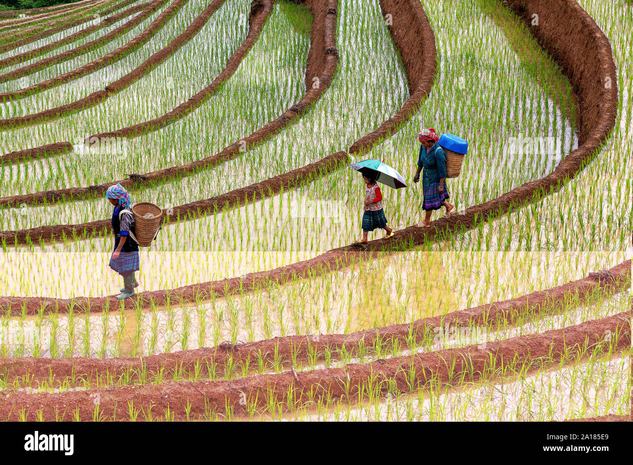 Black Hmong women and girl in a rice terrace in Mu Cang Chai area, Yen ...