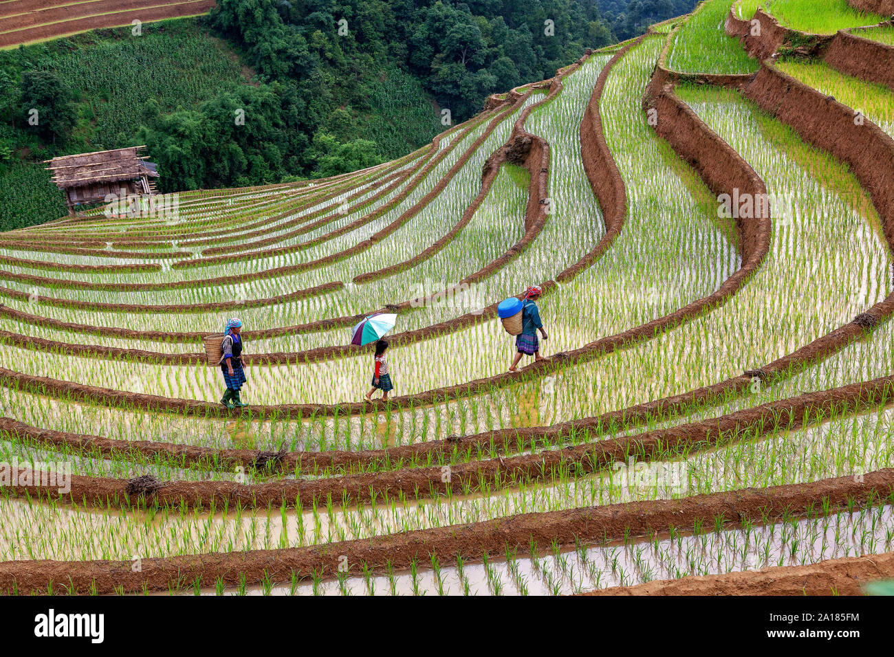 Black Hmong women and girl in a rice terrace in Mu Cang Chai area, Yen ...