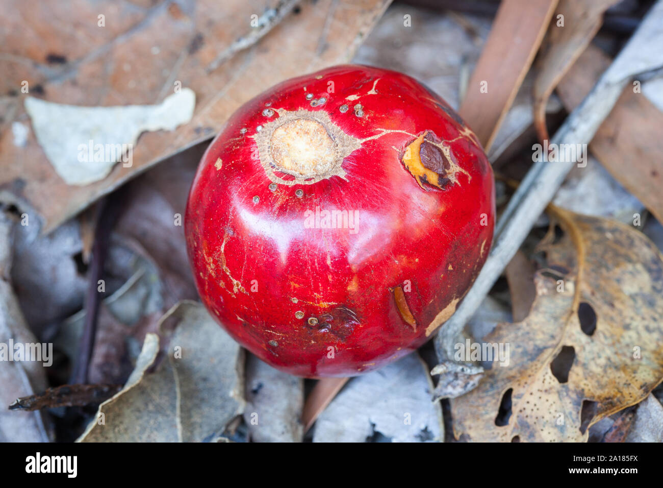 Endiandra insignis hi-res stock photography and images - Alamy