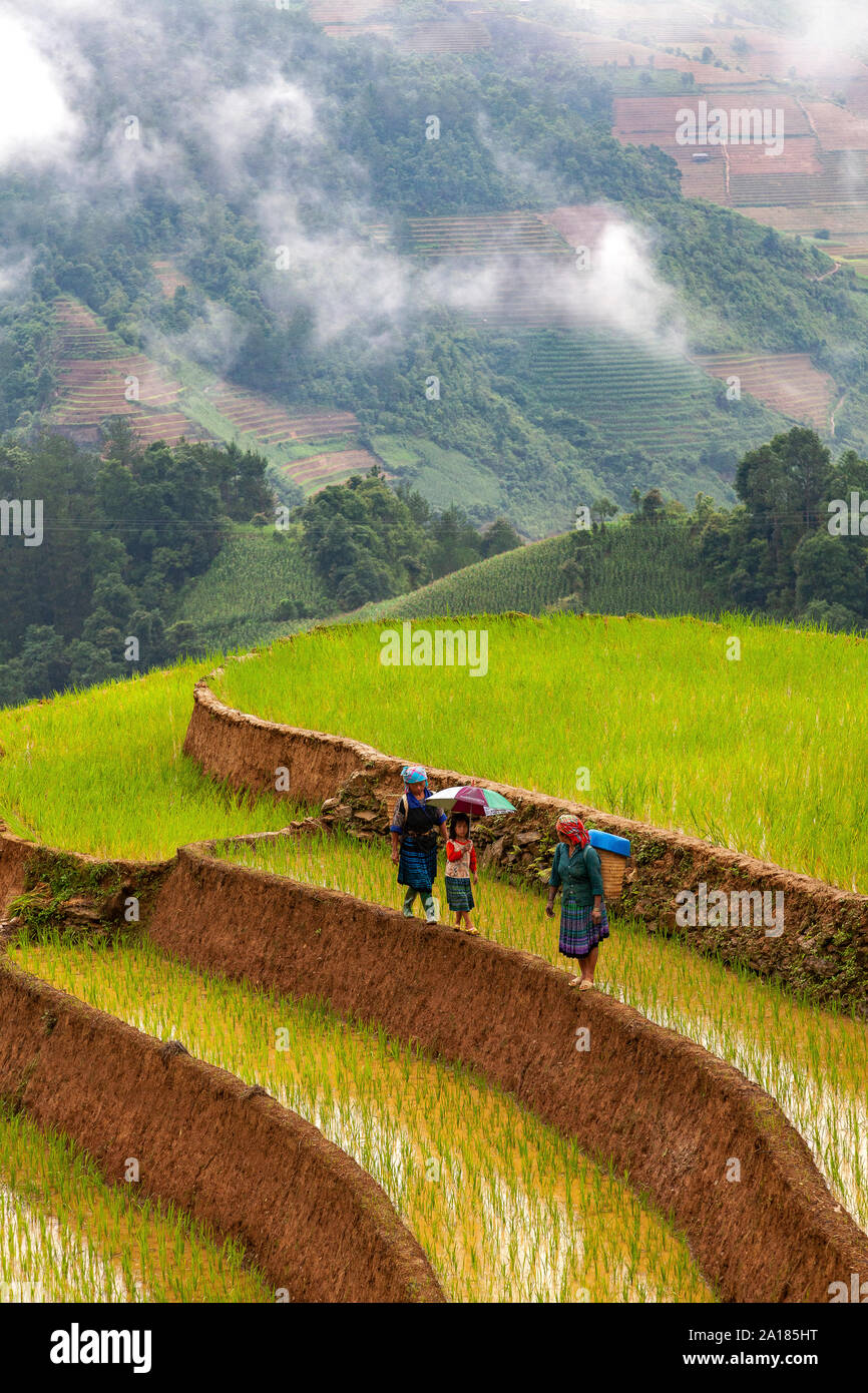 Black Hmong women and girl in a rice terrace in Mu Cang Chai area, Yen ...