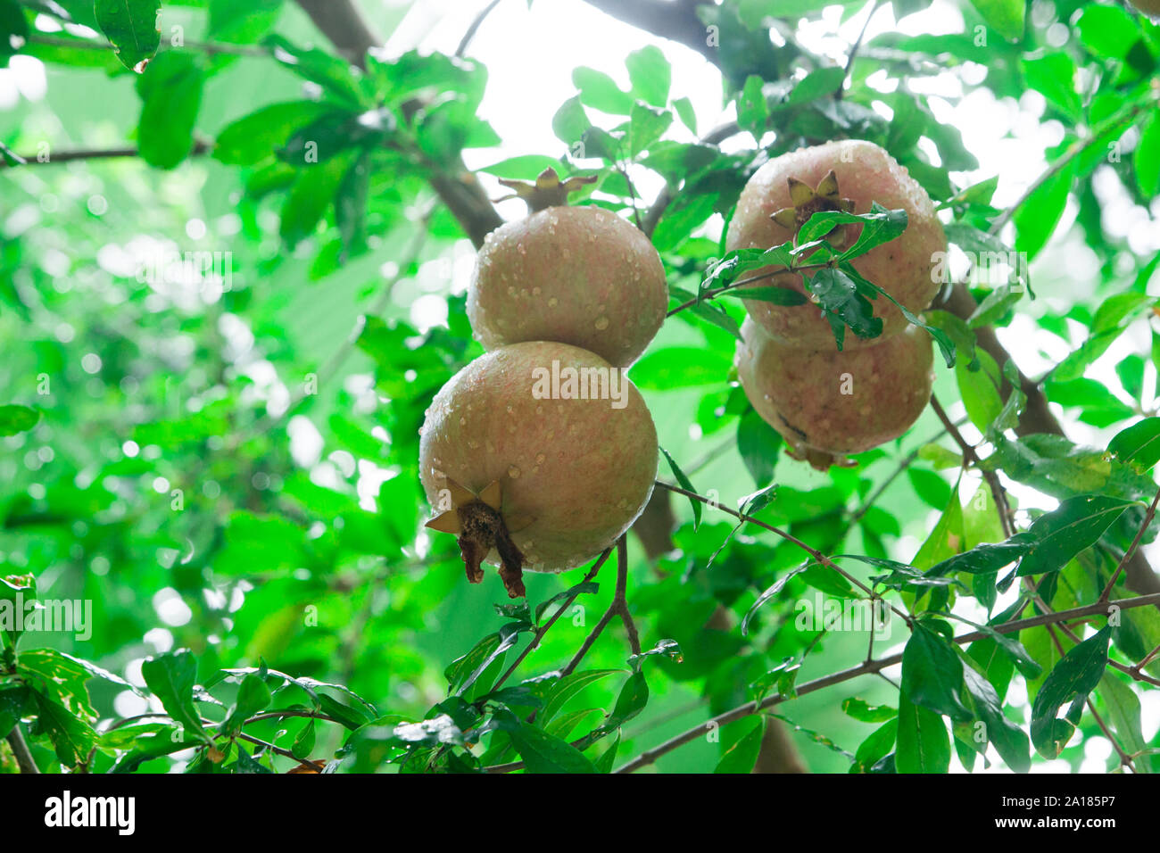 Immature pomegranate hi-res stock photography and images - Alamy