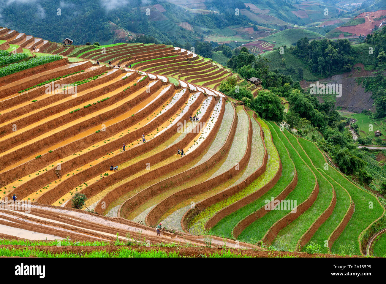 Rice terraces and corn fields in Mu Cang Chai area, Yen Bai province ...