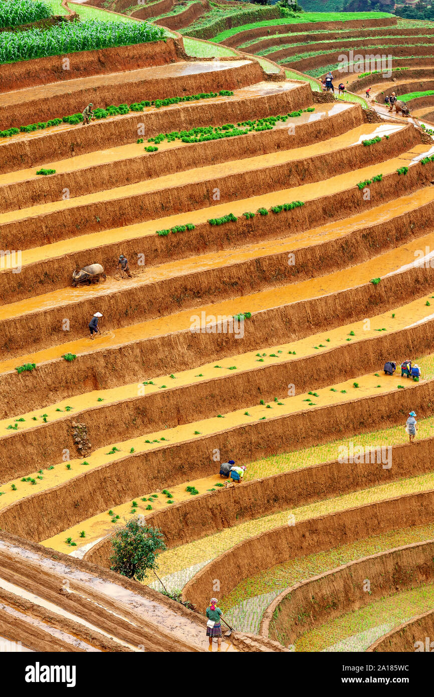 Rice terraces and corn fields in Mu Cang Chai area, Yen Bai province ...