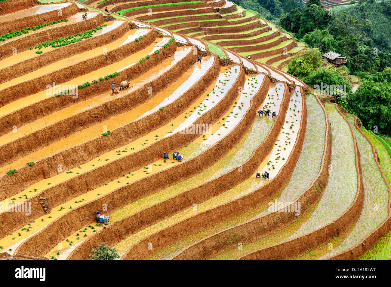 Rice terraces and corn fields in Mu Cang Chai area, Yen Bai province ...