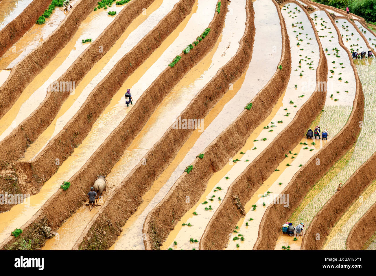Rice terraces and corn fields in Mu Cang Chai area, Yen Bai province ...