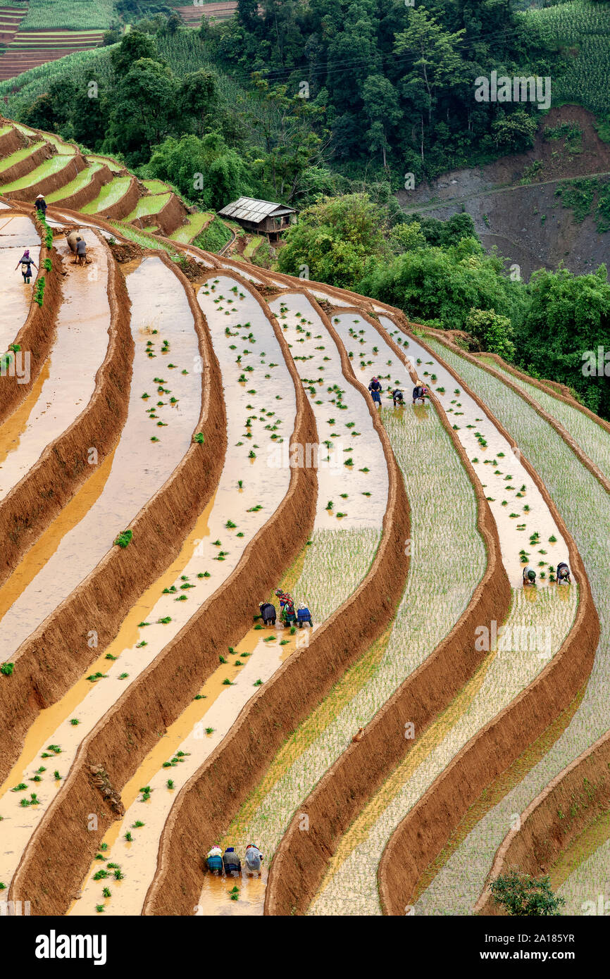 Rice terraces and corn fields in Mu Cang Chai area, Yen Bai province ...