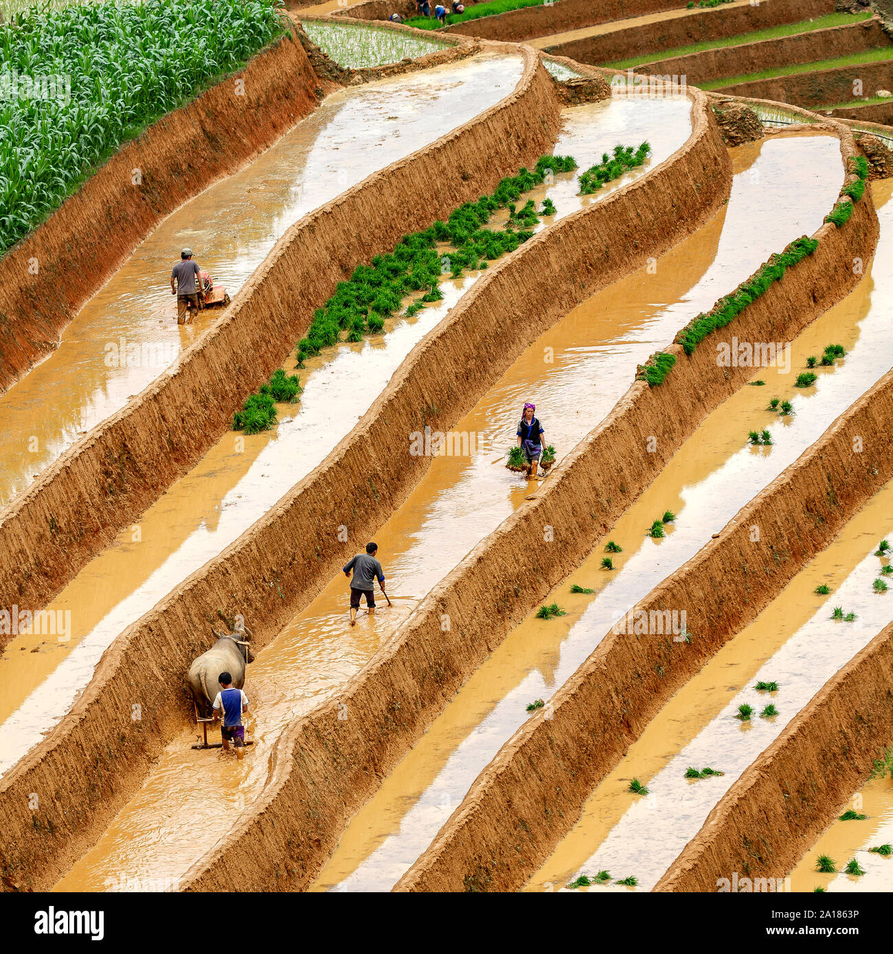 People at work in the rice terraces in Mu Cang Chai area, Yen Bai ...