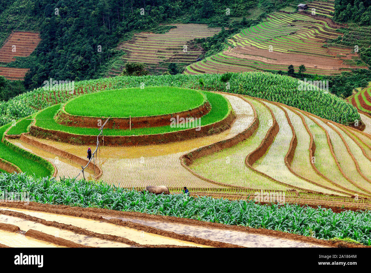Circle rice terraces in Mu Cang Chai area, Yen Bai province, in ...