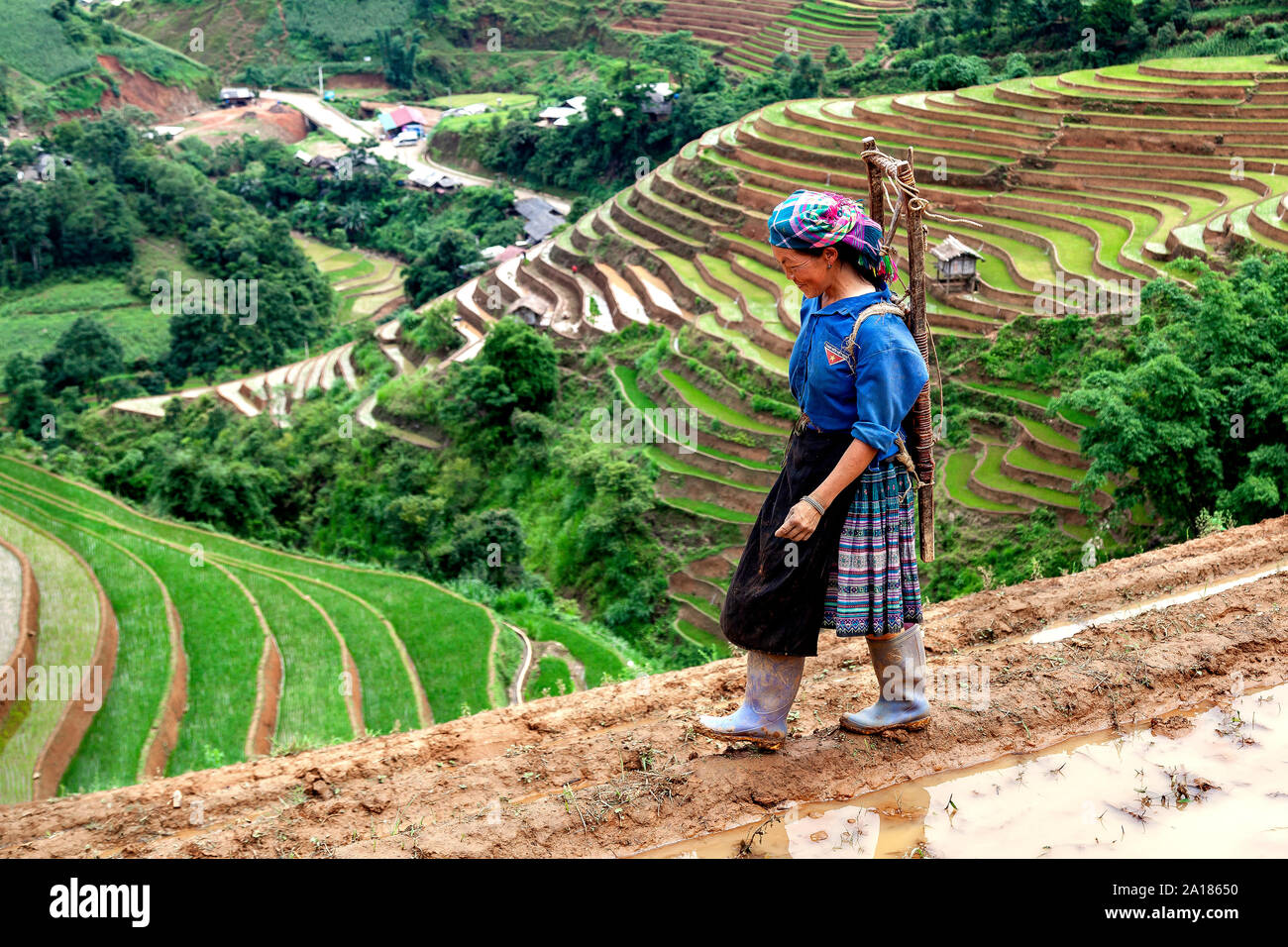 Black Hmong woman working in the rice terraces in Mu Cang Chai area ...