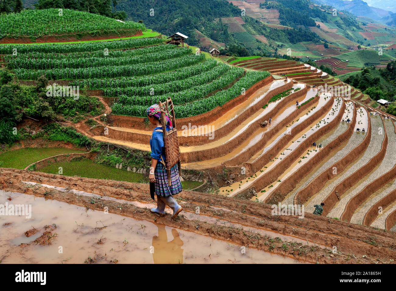 Black Hmong woman working in the rice terraces in Mu Cang Chai area ...