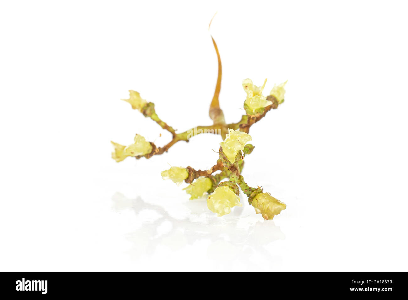 One piece of fresh green grape isolated on white background Stock Photo ...