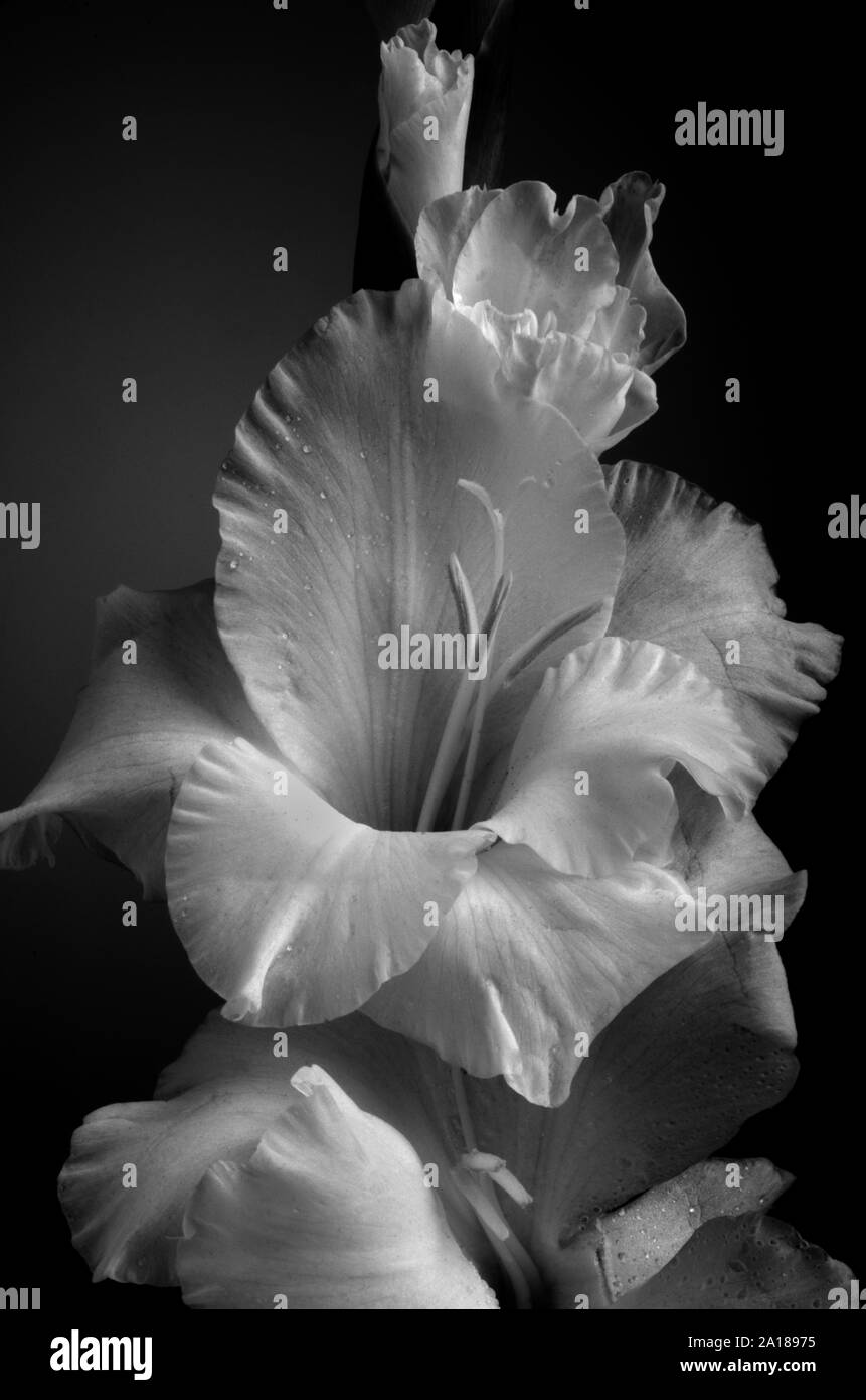 Flat lay composition copy Black and White Stock Photos & Images - Alamy