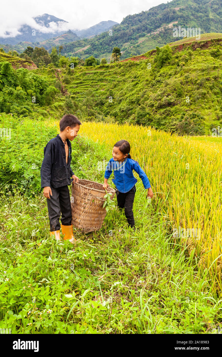 Young Boy In Paddy Field High Resolution Stock Photography and Images ...