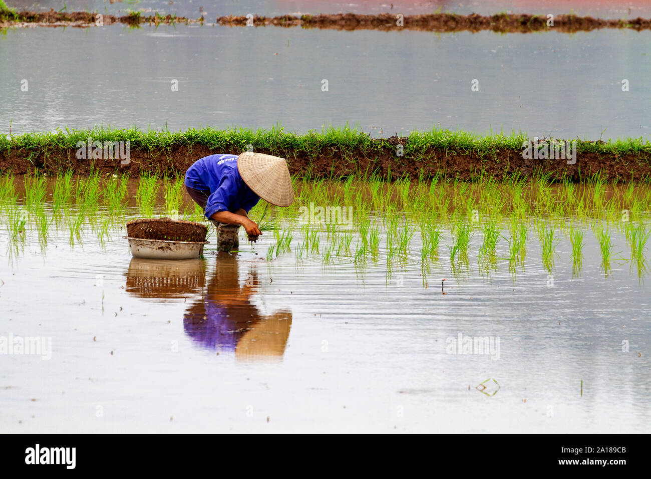 Working on the rice fields on the western edges of Hanoi city, Vietnam ...