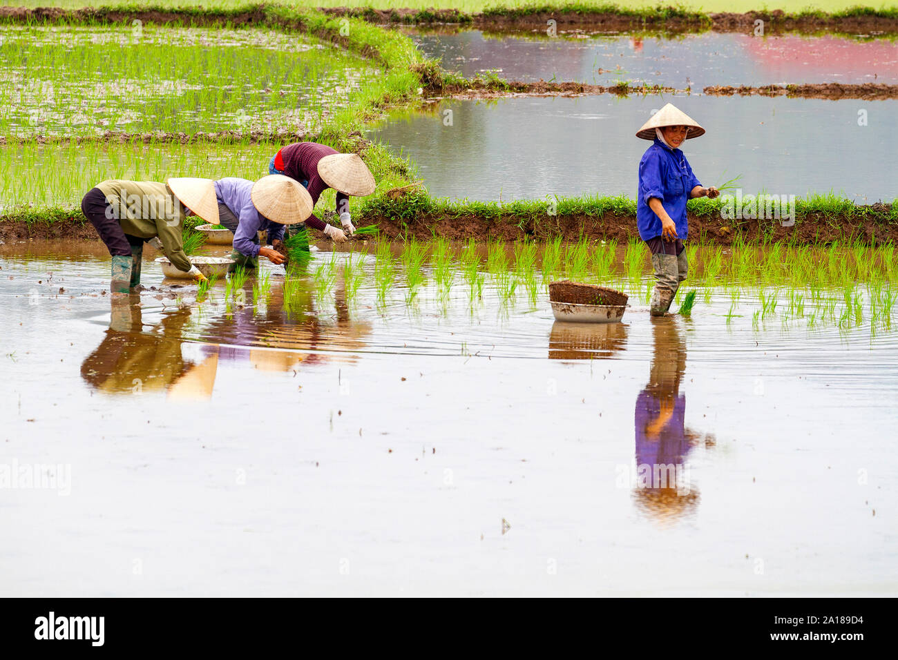 Women working on paddy field hi-res stock photography and images - Alamy