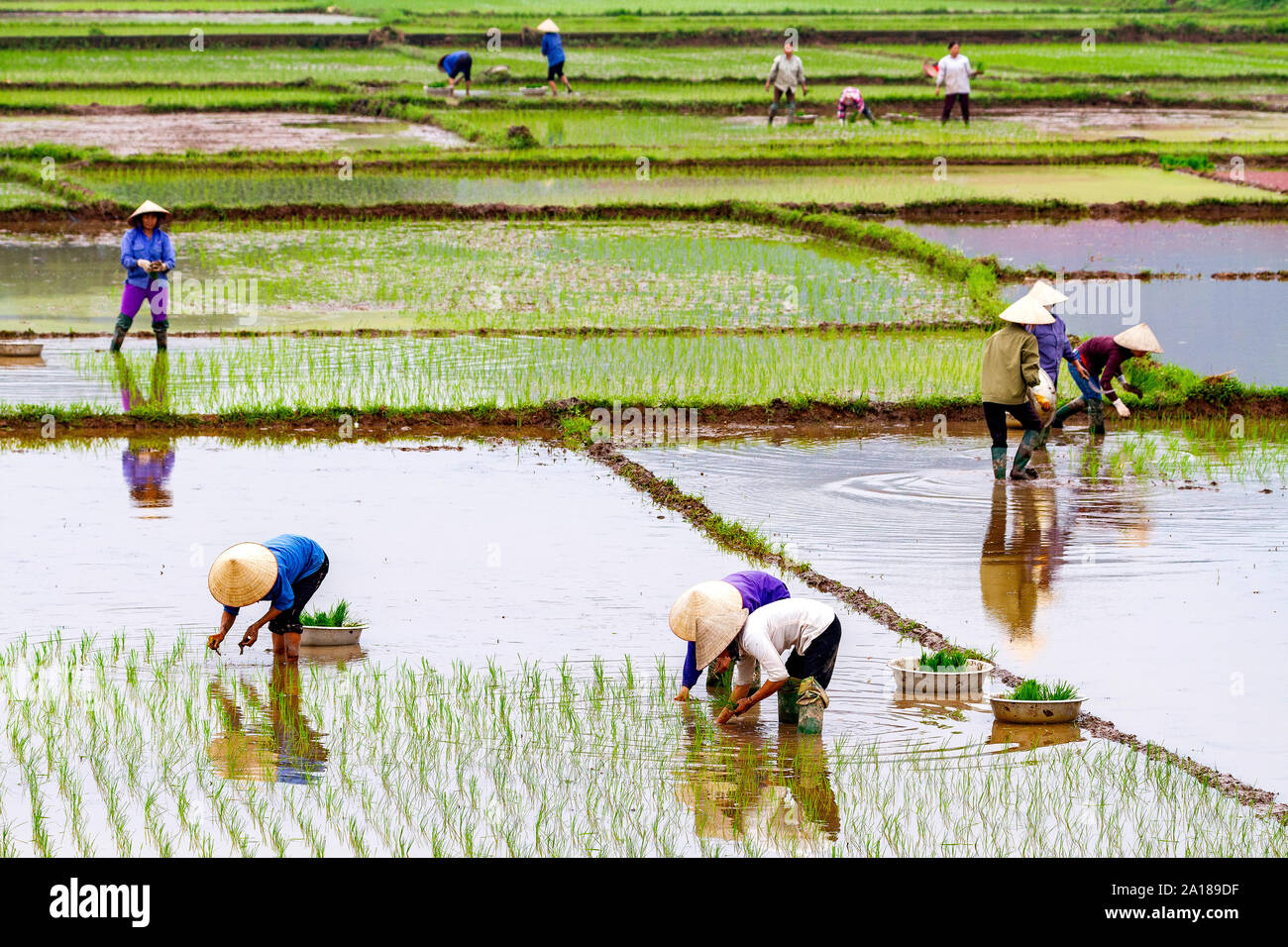 Working on the rice fields on the western edges of Hanoi city, Vietnam ...