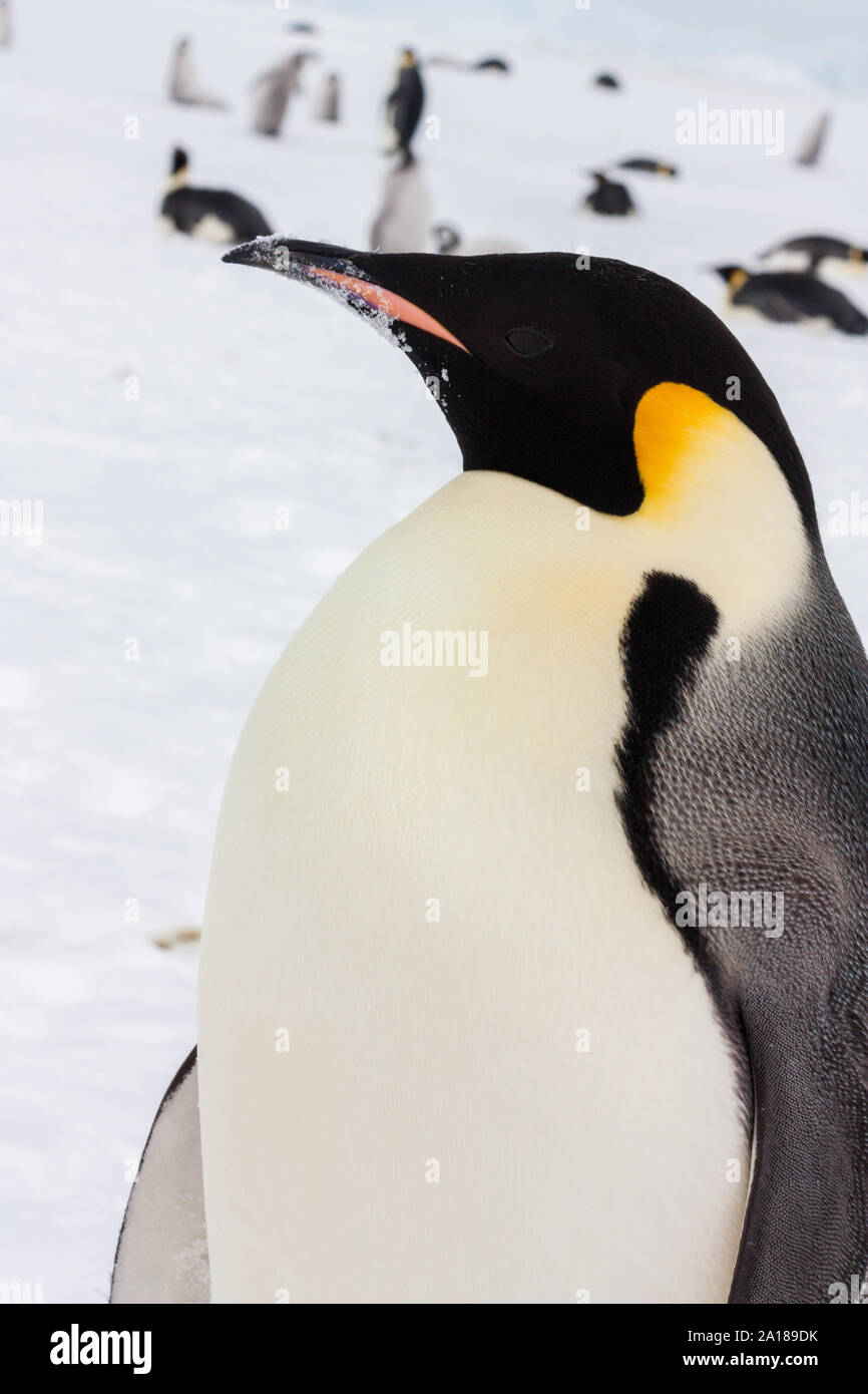 Penguin profile hi-res stock photography and images - Alamy