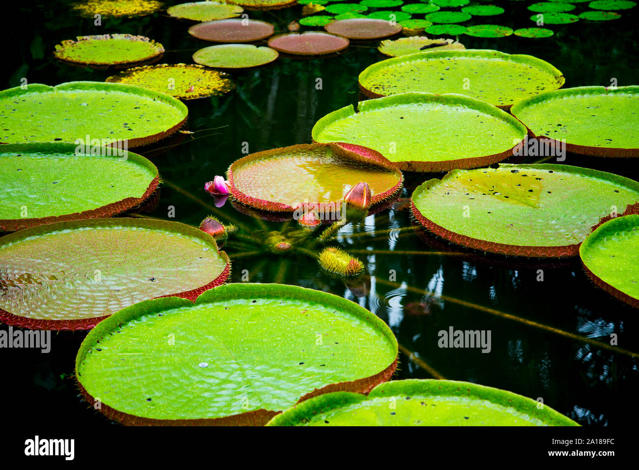 Lily Pads in Singapore Botanic Gardens Stock Photo - Alamy