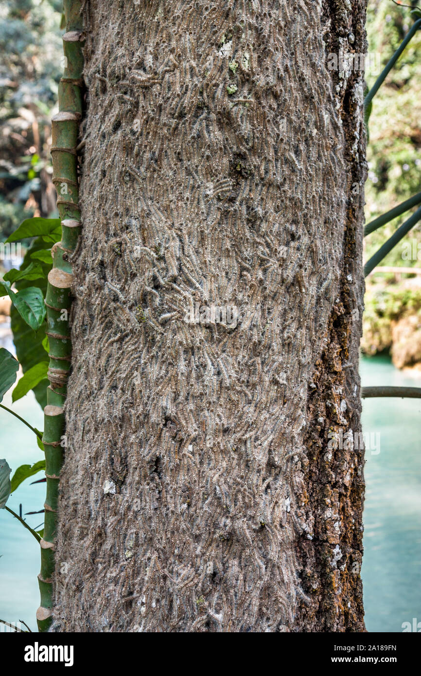 Tree infestation hi-res stock photography and images - Alamy