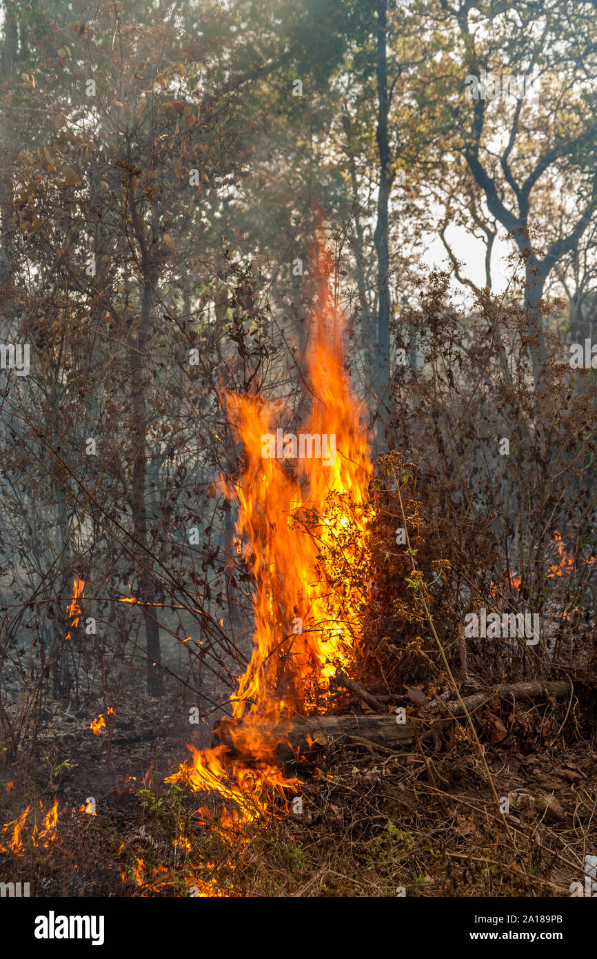 Mayan Farming Slash And Burn Technique