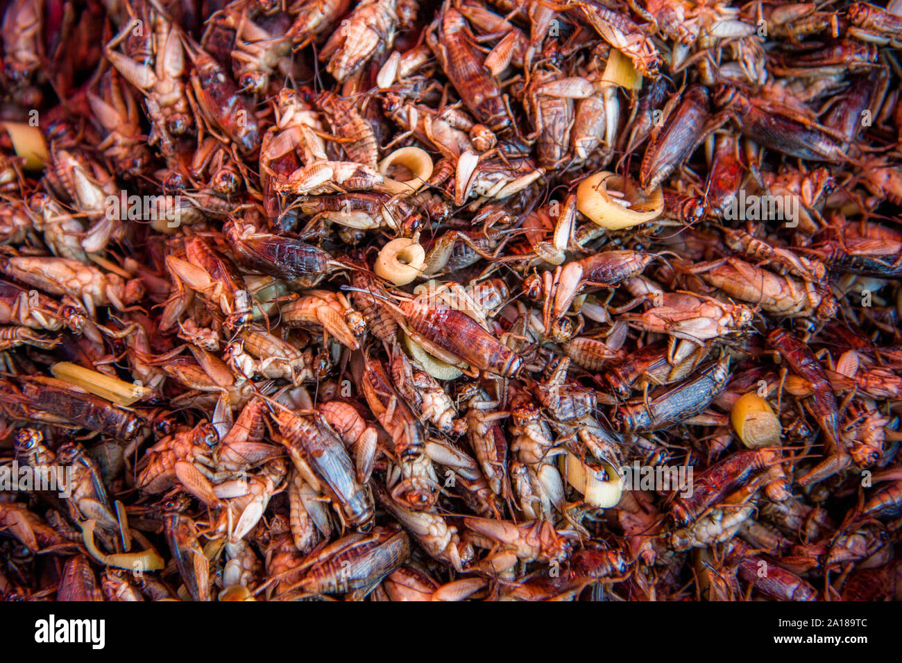 Cicada food hi-res stock photography and images - Alamy