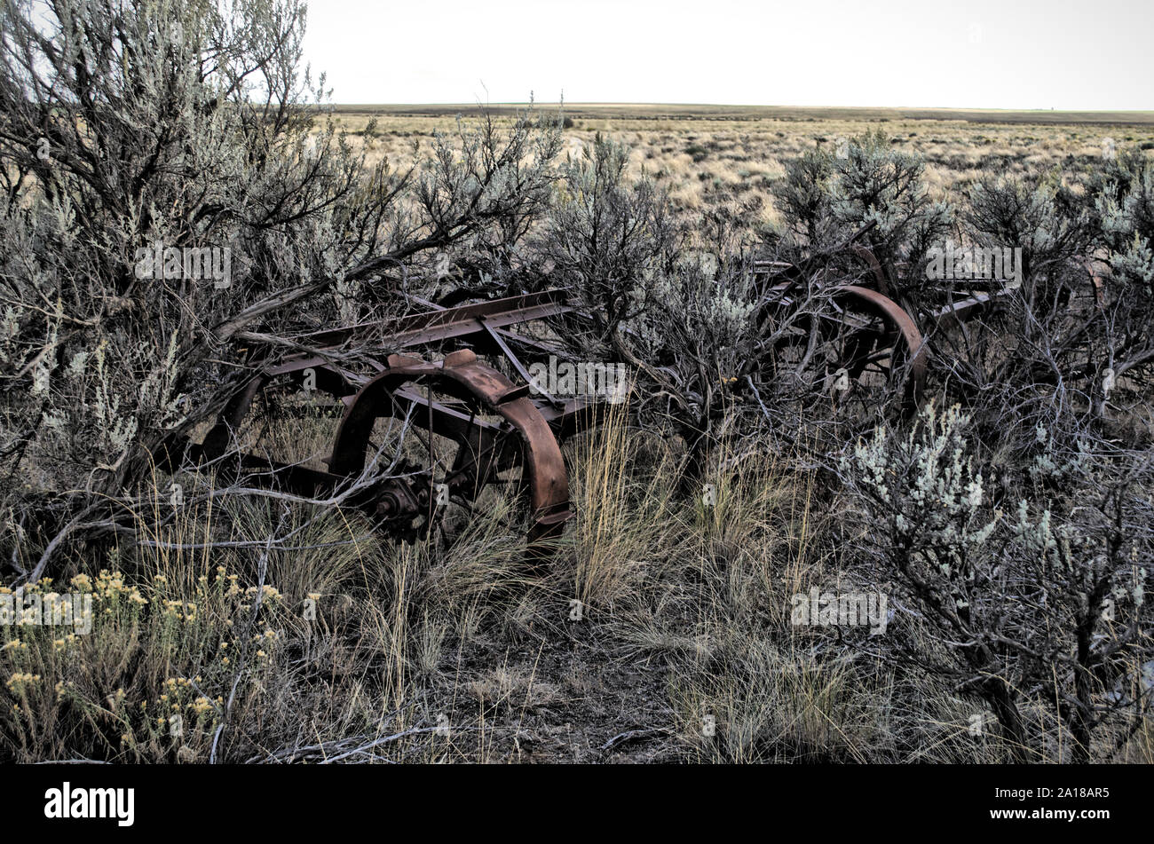Sage Brush and old Spring Tooth Stock Photo - Alamy
