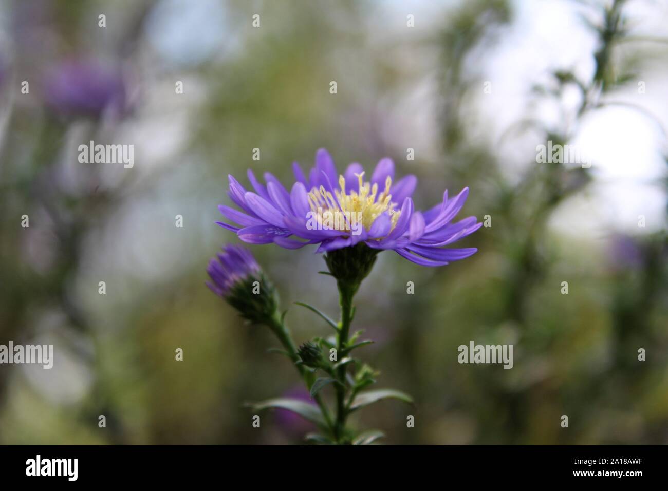 Purple and yellow aster hi-res stock photography and images - Alamy