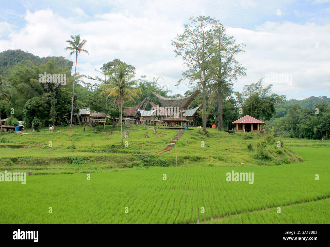 traditional house views with a combination of rice fields that are ...