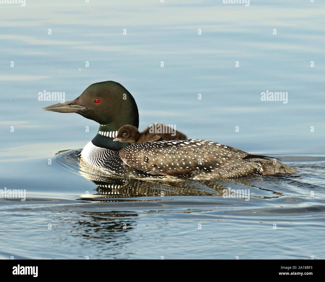 Baby loon hi-res stock photography and images - Alamy