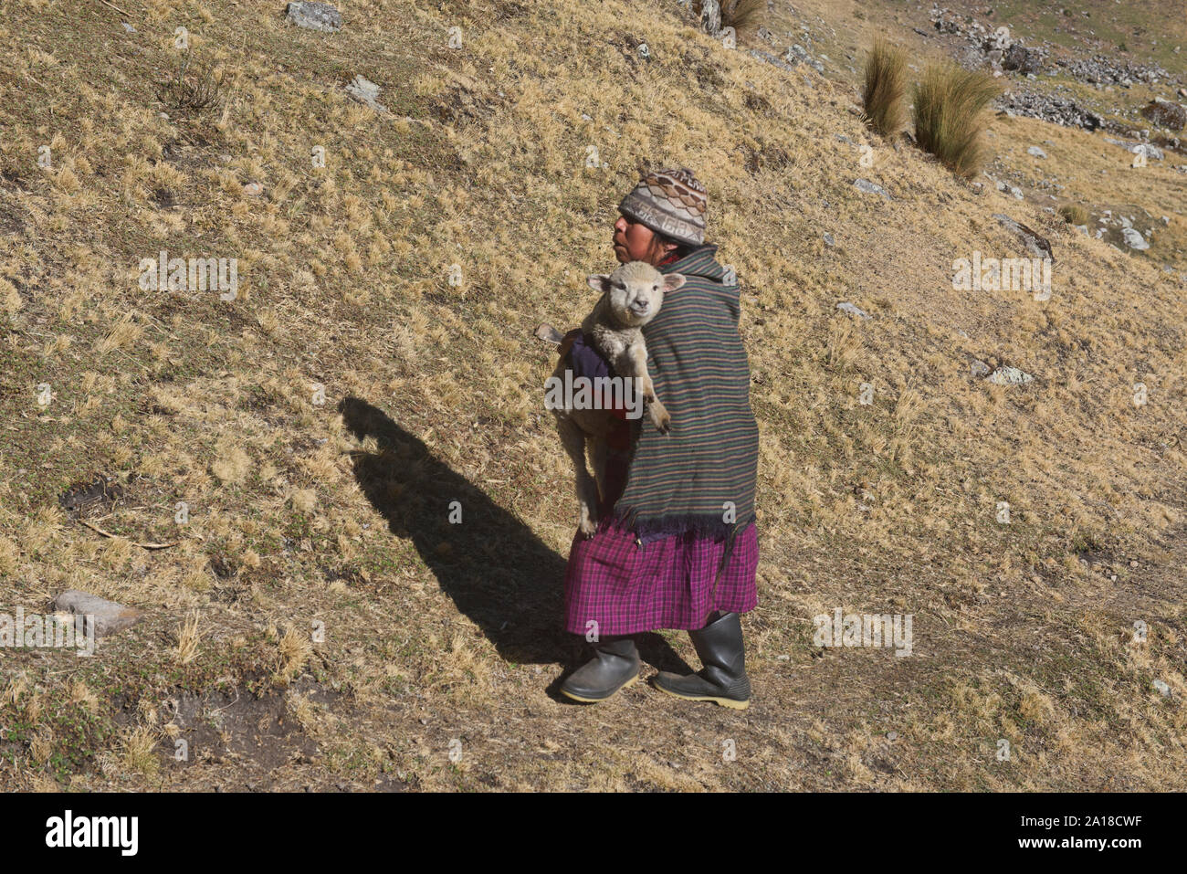 Sheep herder hi-res stock photography and images - Alamy
