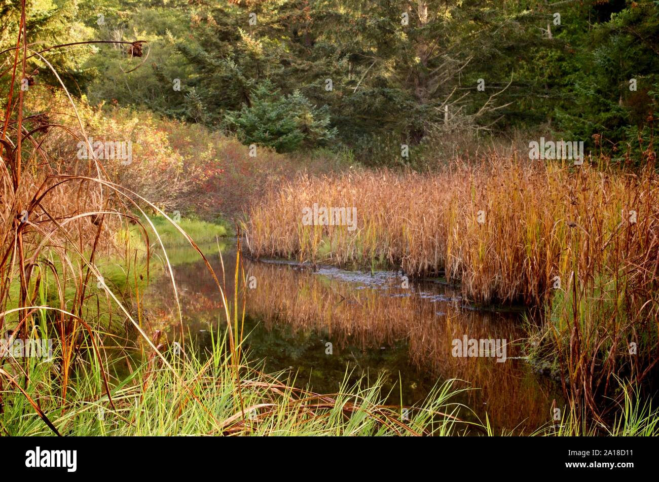 Fall Grasses in Wetlands Stock Photo - Alamy