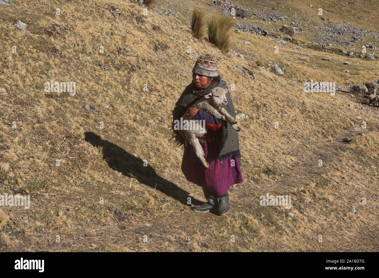 Sheep herder hi-res stock photography and images - Alamy