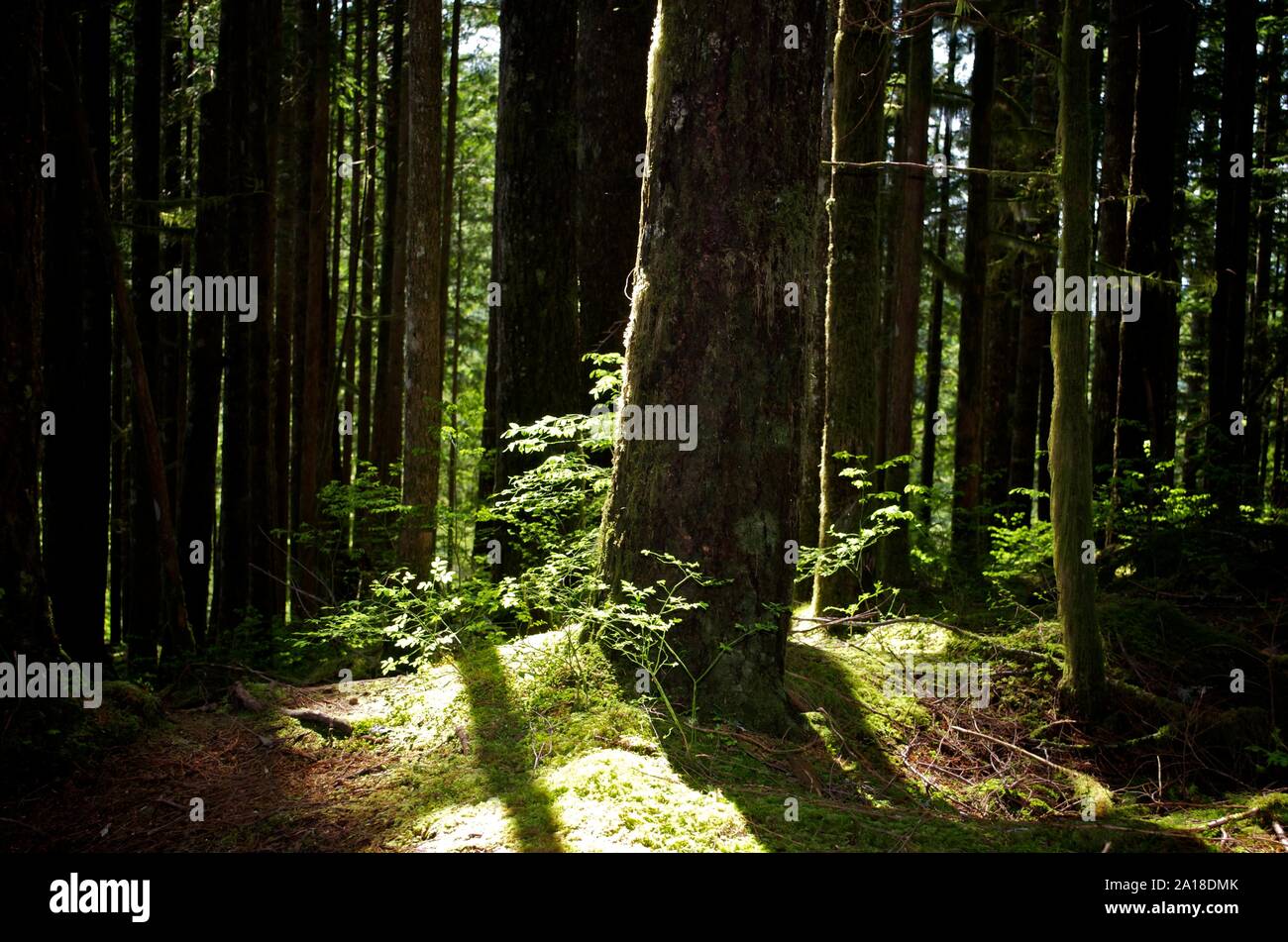 Light & Shadows Stock Photo - Alamy