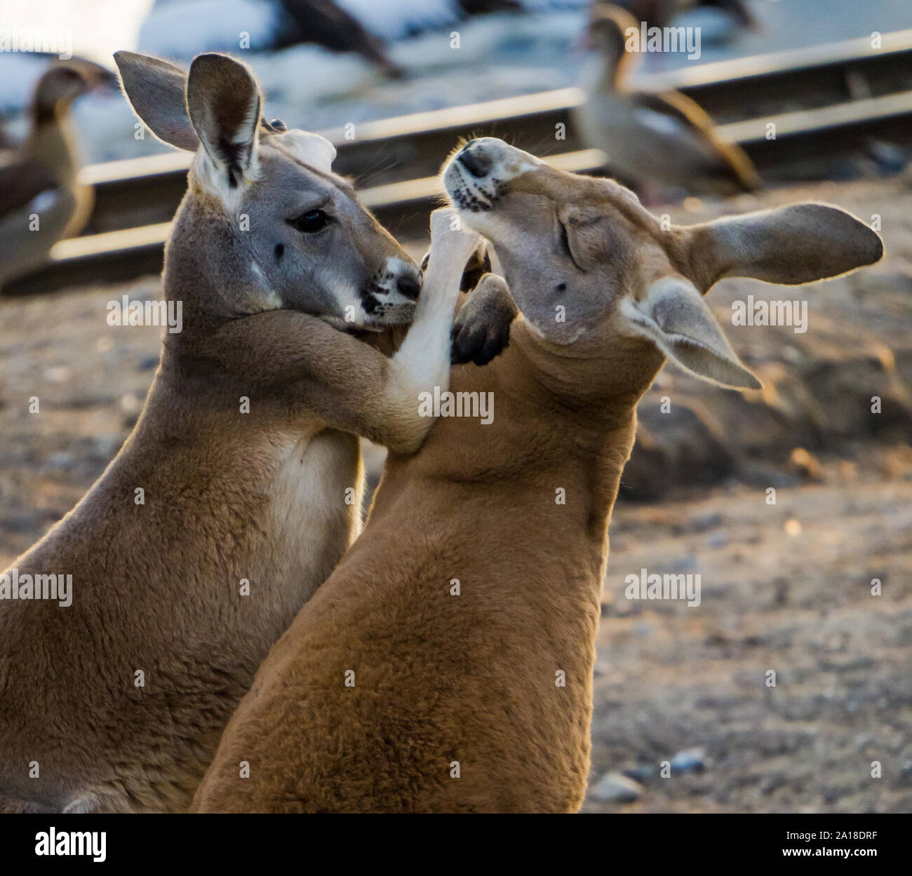 Kangaroos in zoo animals in wild hi-res stock photography and images ...
