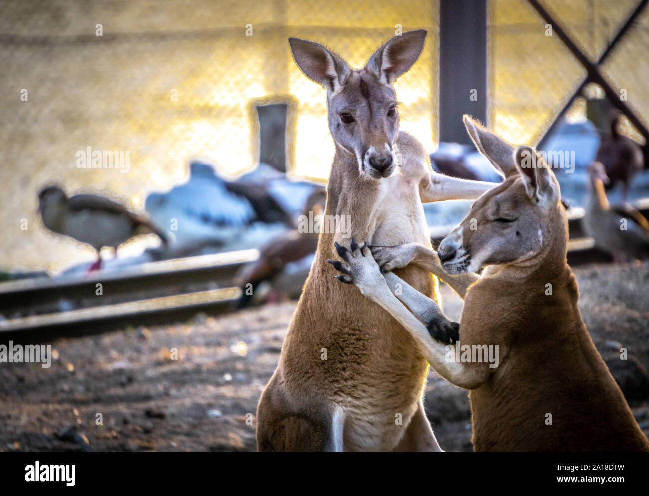 Kangaroos fighting hi-res stock photography and images - Alamy
