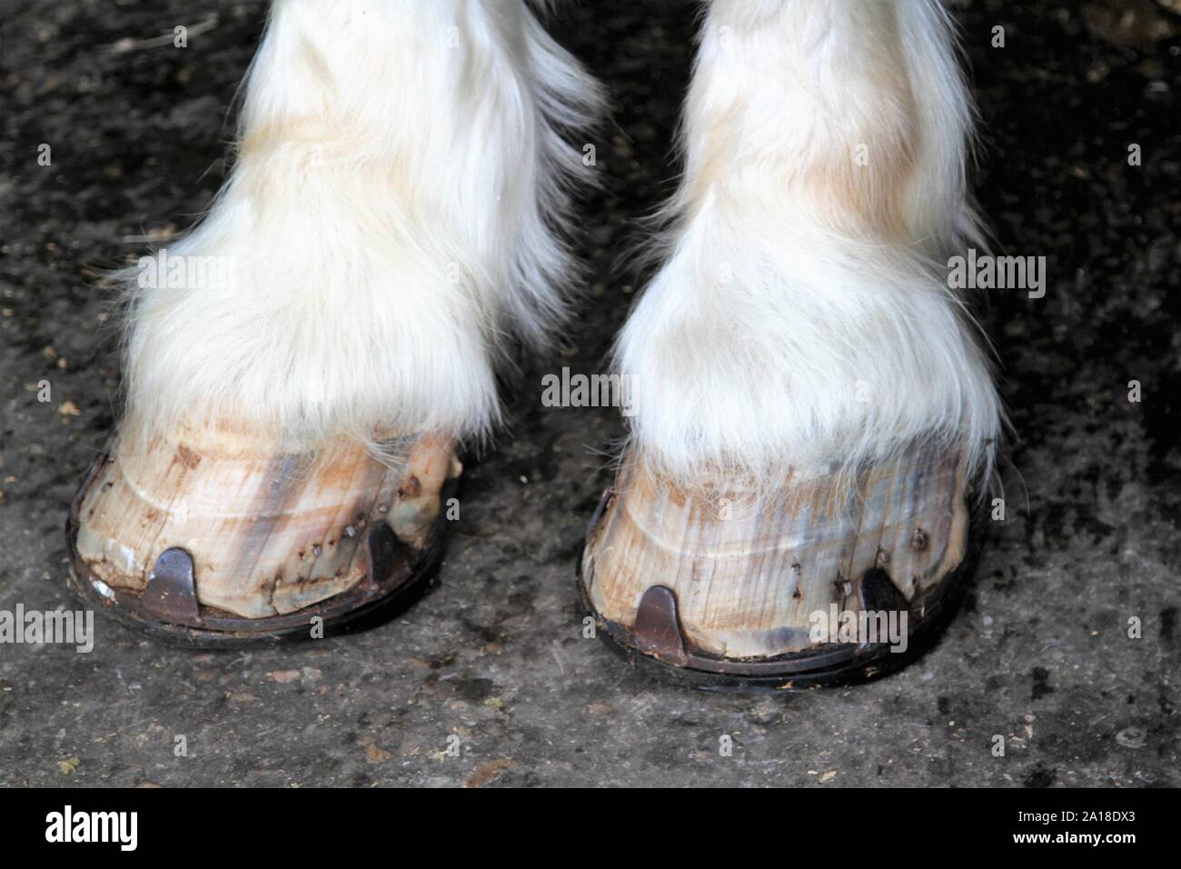 Hoofed toes hi-res stock photography and images - Alamy