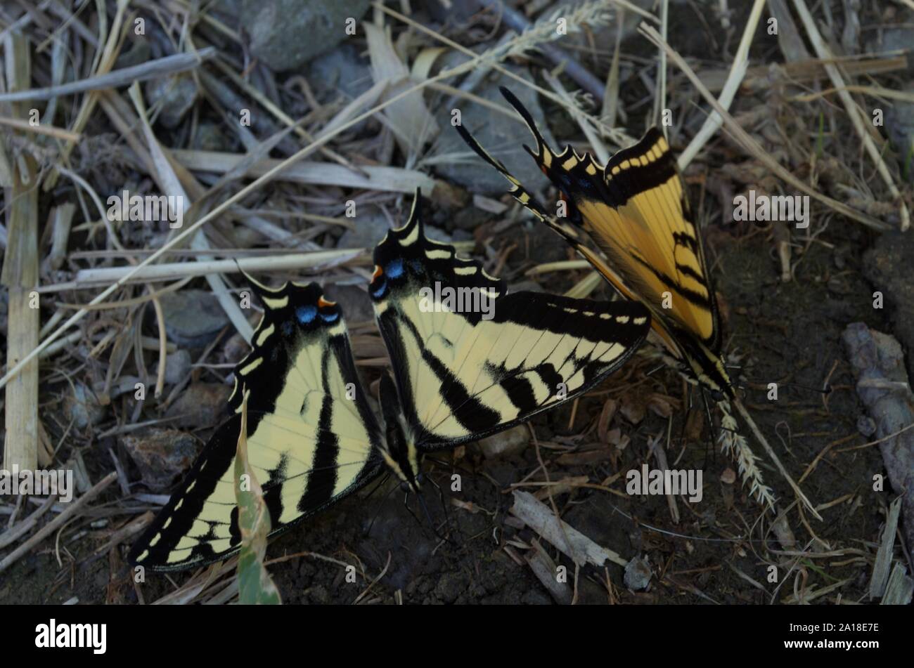 Washington state butterfly hi-res stock photography and images - Alamy