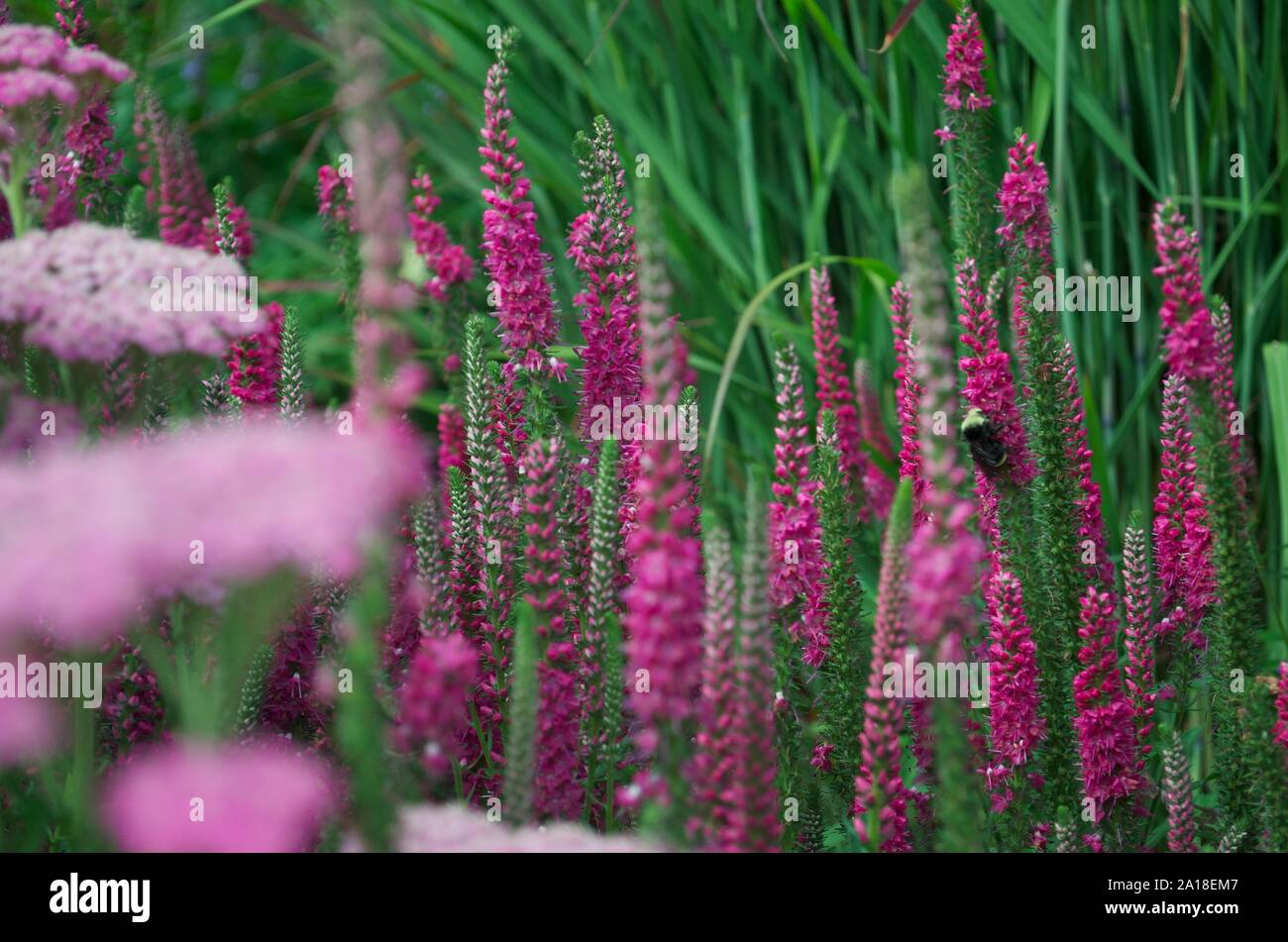 A Busy Bee Pollinating Stock Photo - Alamy