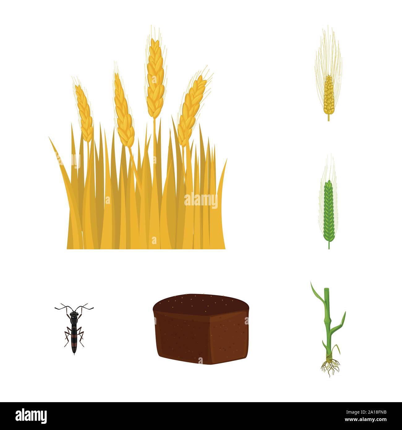 Isolated object of wheat and corn sign. Set of wheat and harvest stock ...