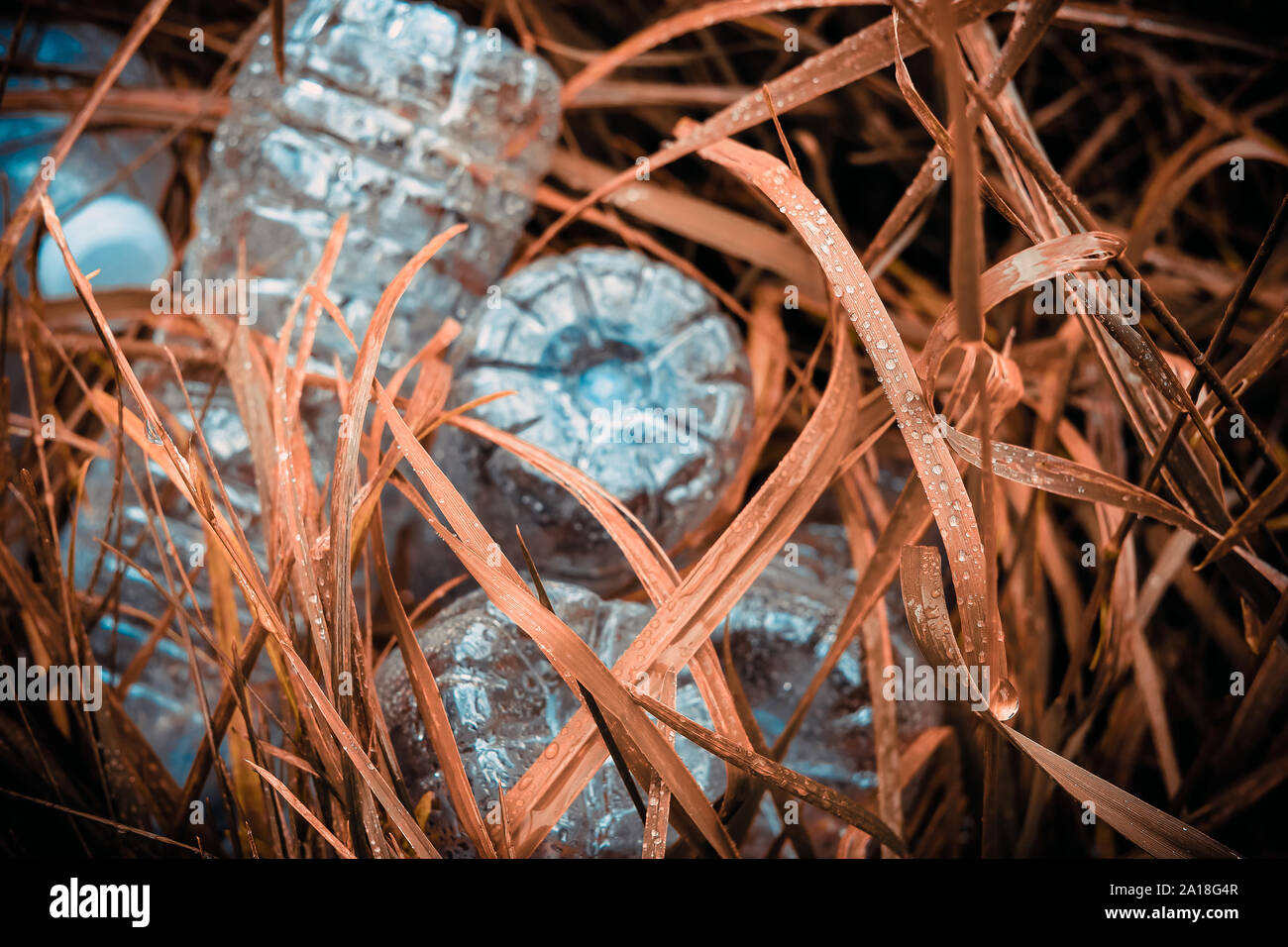 Plastic bottles in the dried grass. Problem in the natural environment ...
