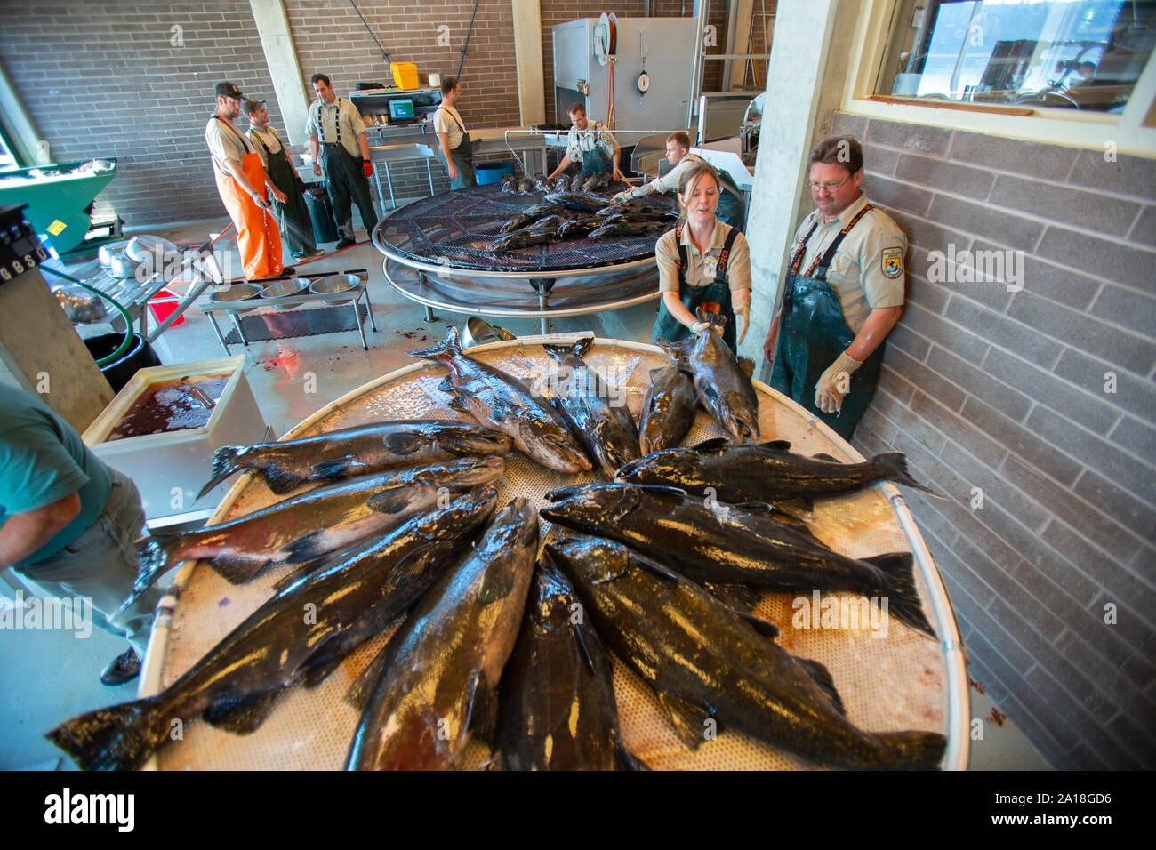 US Fish and Wildlife Service employees working with salmon at Spring ...