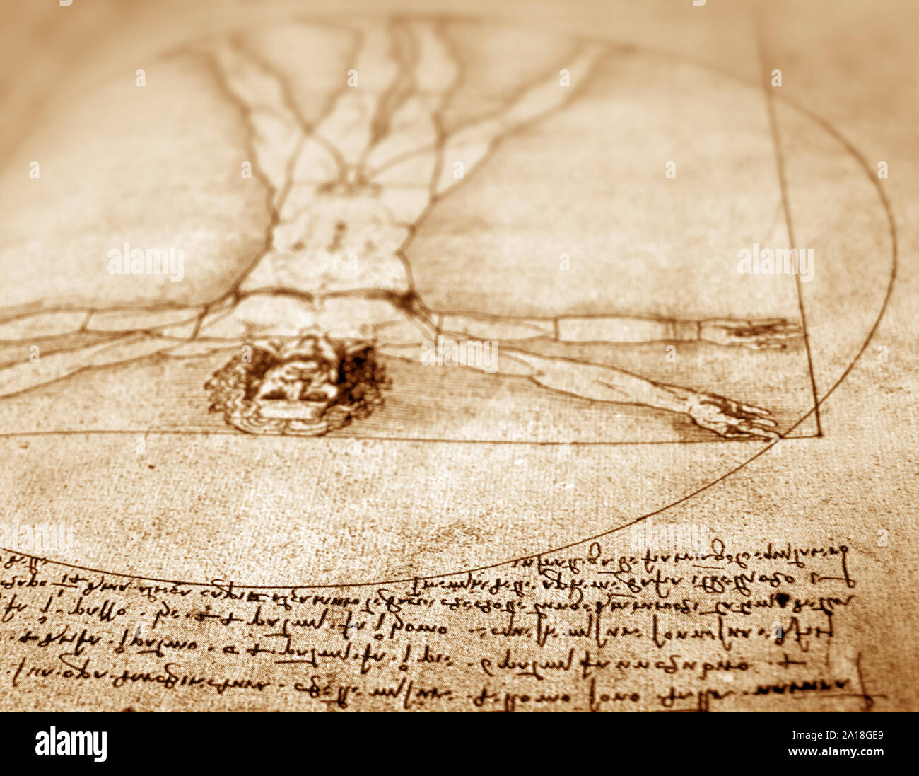 Vitruvian man by leonardo da vinci hi-res stock photography and images ...