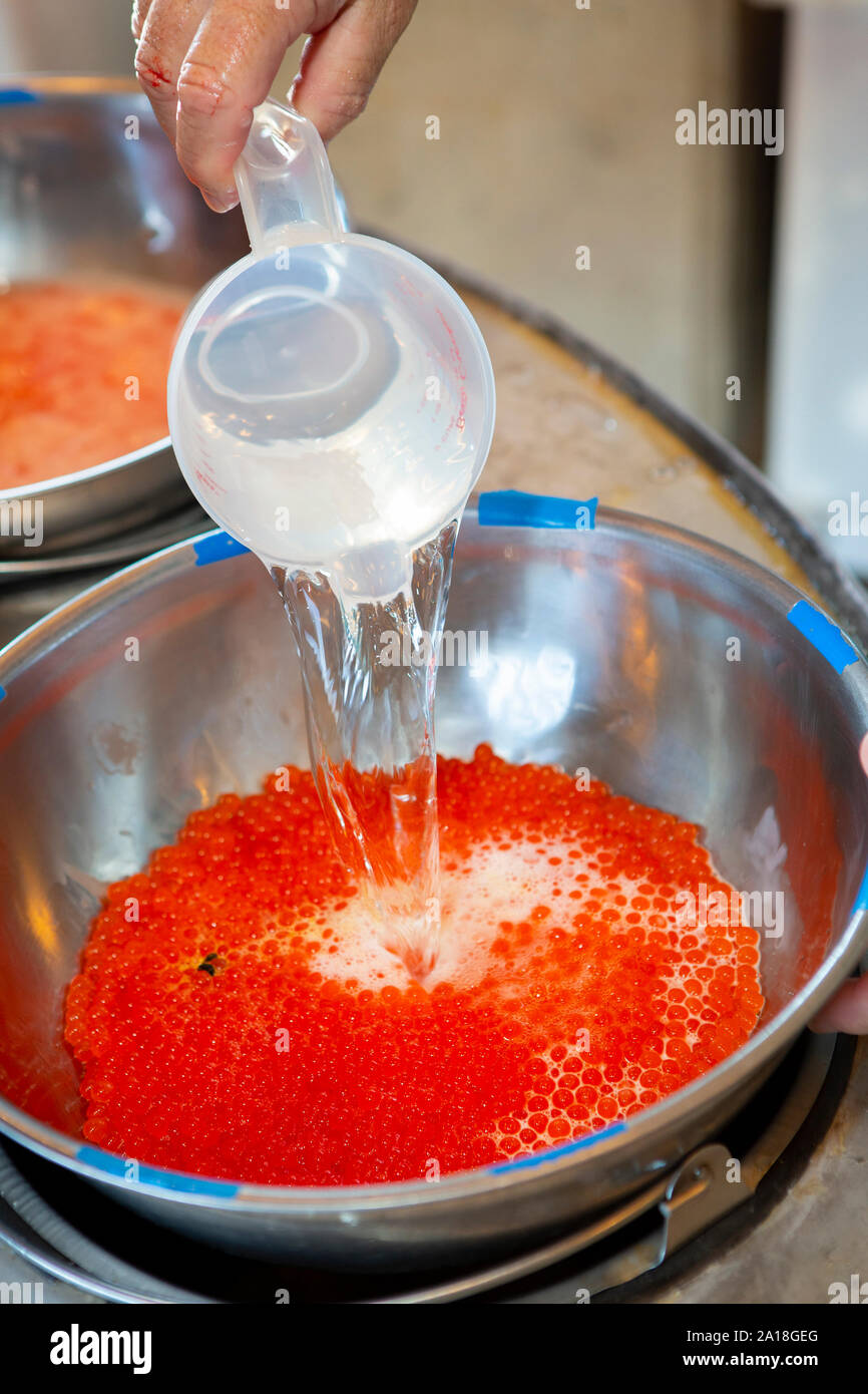 Salmon eggs being fertilized at Spring Creek National Fish Hatchery ...