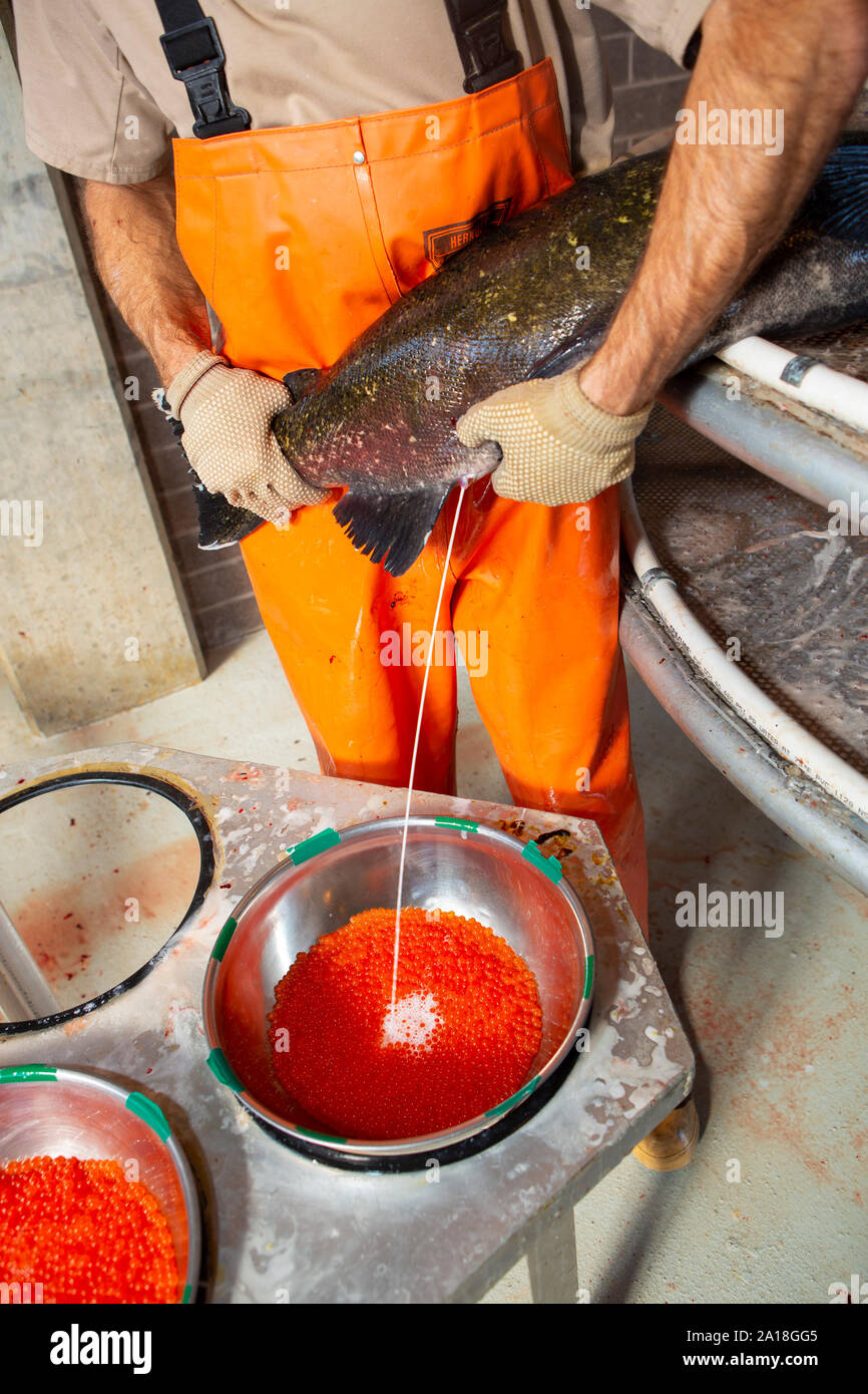 US Fish and Wildlife Service employee working with salmon at Spring ...