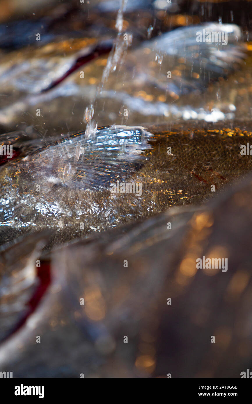 Spring creek national fish hatchery hi-res stock photography and images ...